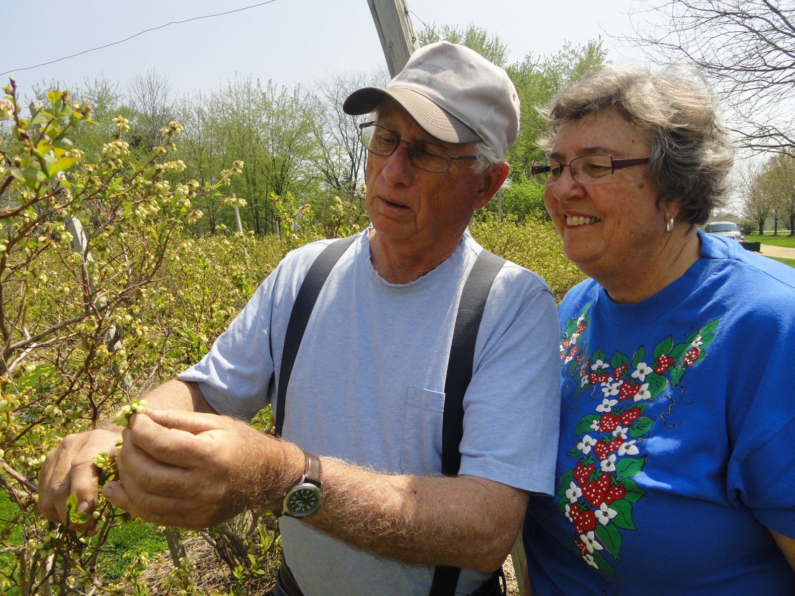 McCann Berry Farm Preparing for Strawberry, Blueberry U-Pick Season ...