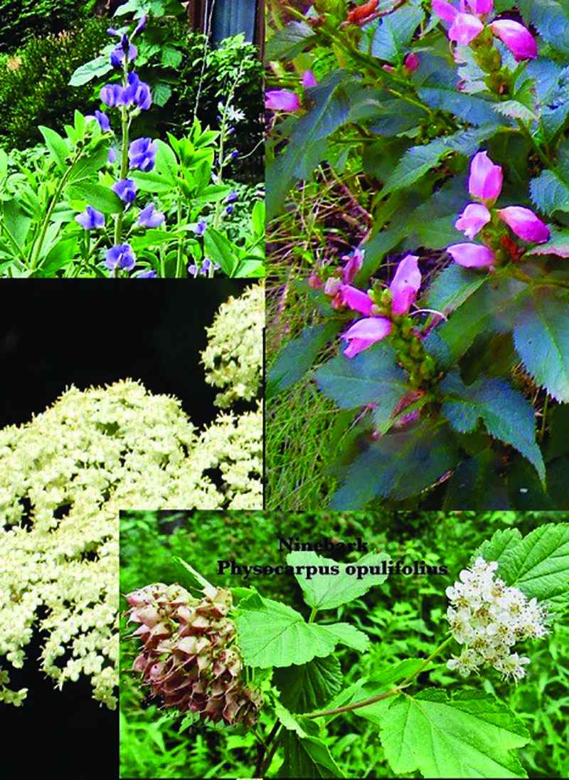 Flowering native plants add color naturally - The Woodstock Independent