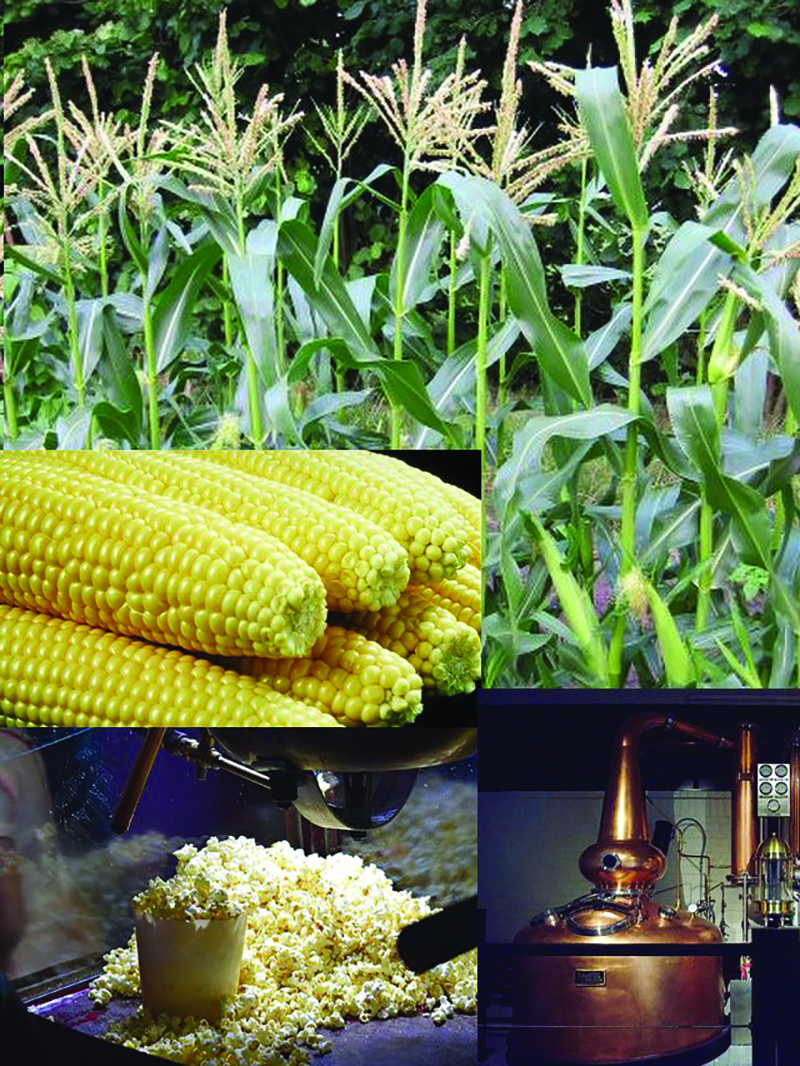 Does corn come in ears so it can hear itself grow? - The Woodstock ...
